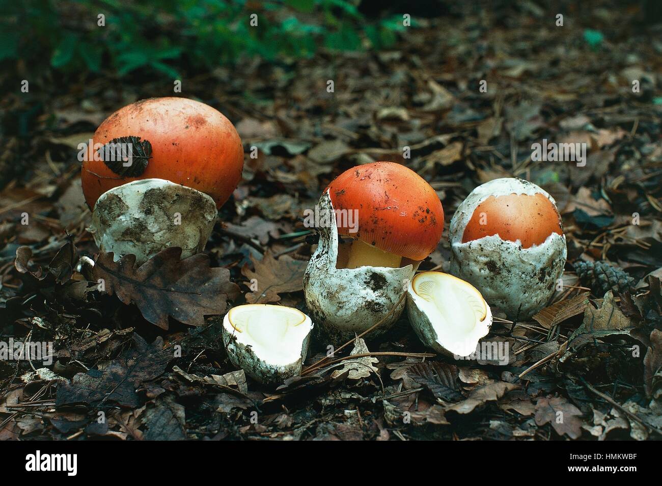 Caesar's mushroom (Amanita caesarea), Amanitaceae Stock Photo - Alamy