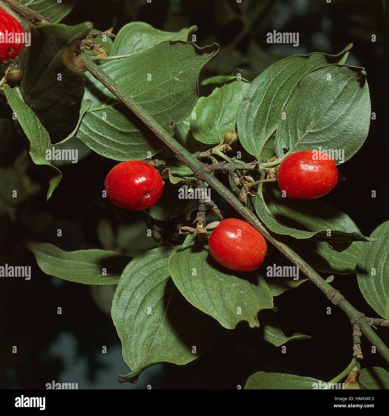 Berries of Cornelian cherry, European cornel or dogwood (Cornus mas ...