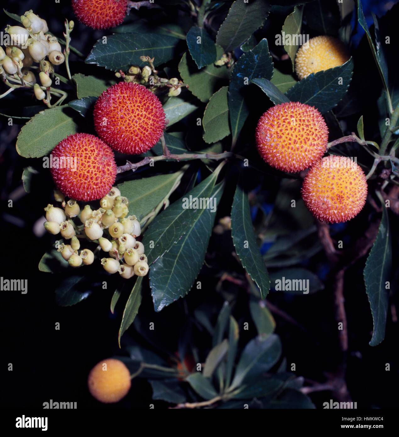 Strawberry tree arbutus unedo hi-res stock photography and images - Alamy