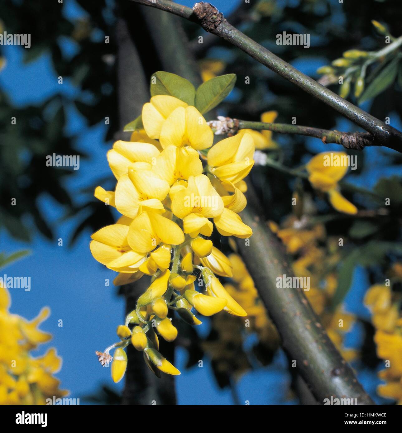 Common Laburnum (Laburnum anagyroides), Fabaceae Stock Photo - Alamy