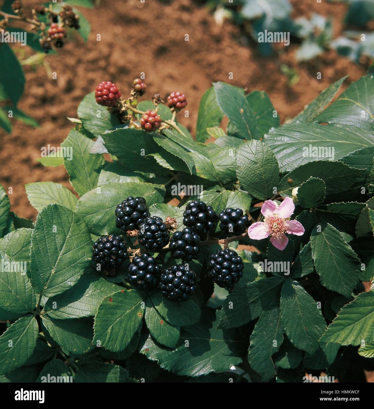 Blackberries (Rubus fruticosus), Rosaceae Stock Photo - Alamy