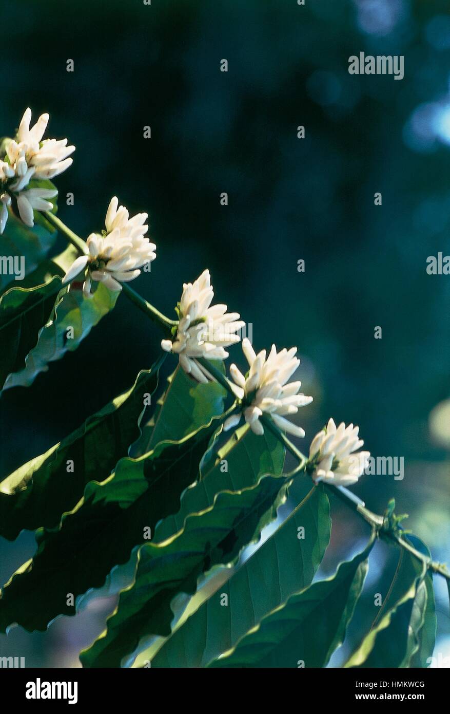 Robusta coffee flowering branch (Coffea canephora), Rubiaceae Stock ...