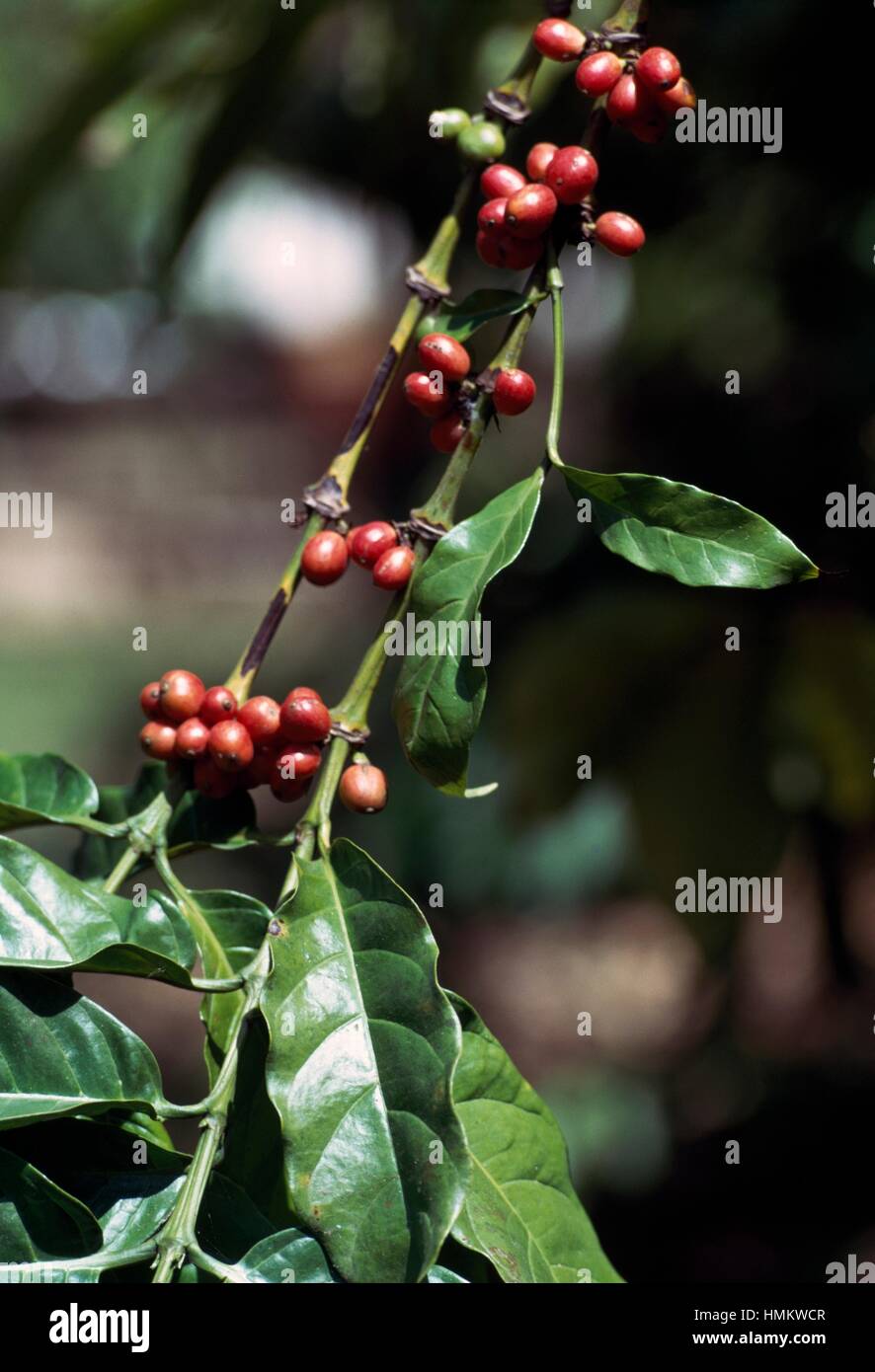 Mountain Cofee (Coffea arabica), Rubiaceae Stock Photo - Alamy