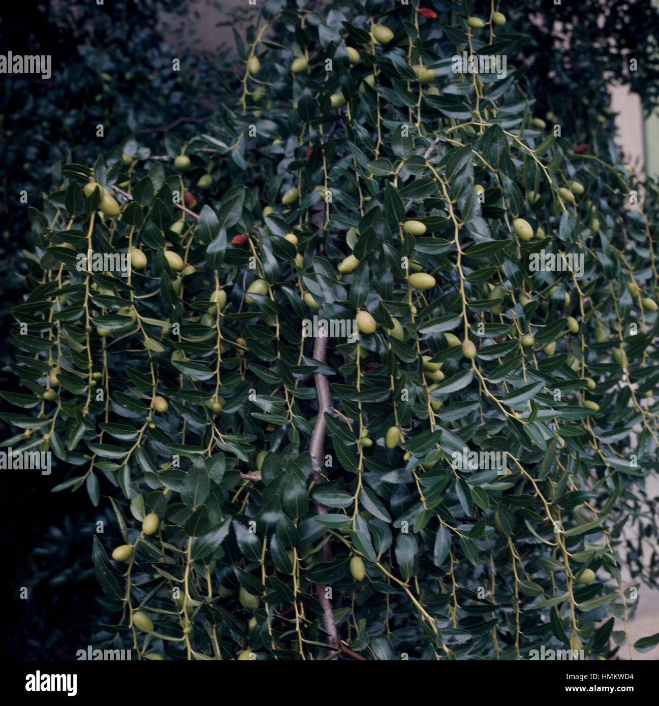 Jujube branches and fruit (Ziziphus sativa), Ramnaceae Stock Photo - Alamy
