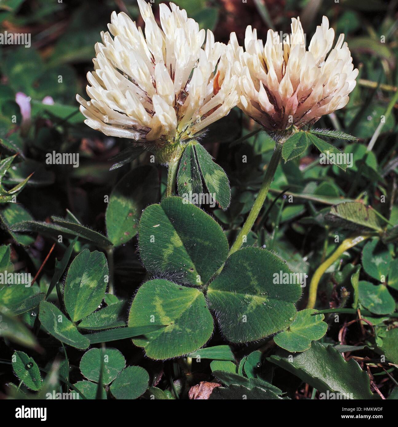 Plant trifolium repens hi-res stock photography and images - Alamy