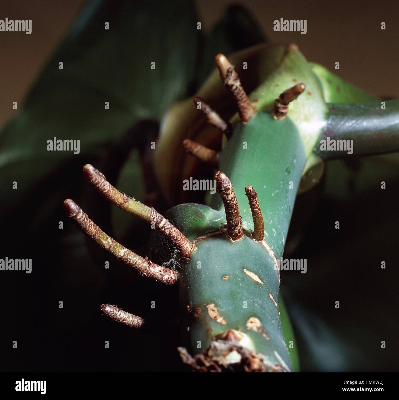 Philodendron roots hi-res stock photography and images - Alamy