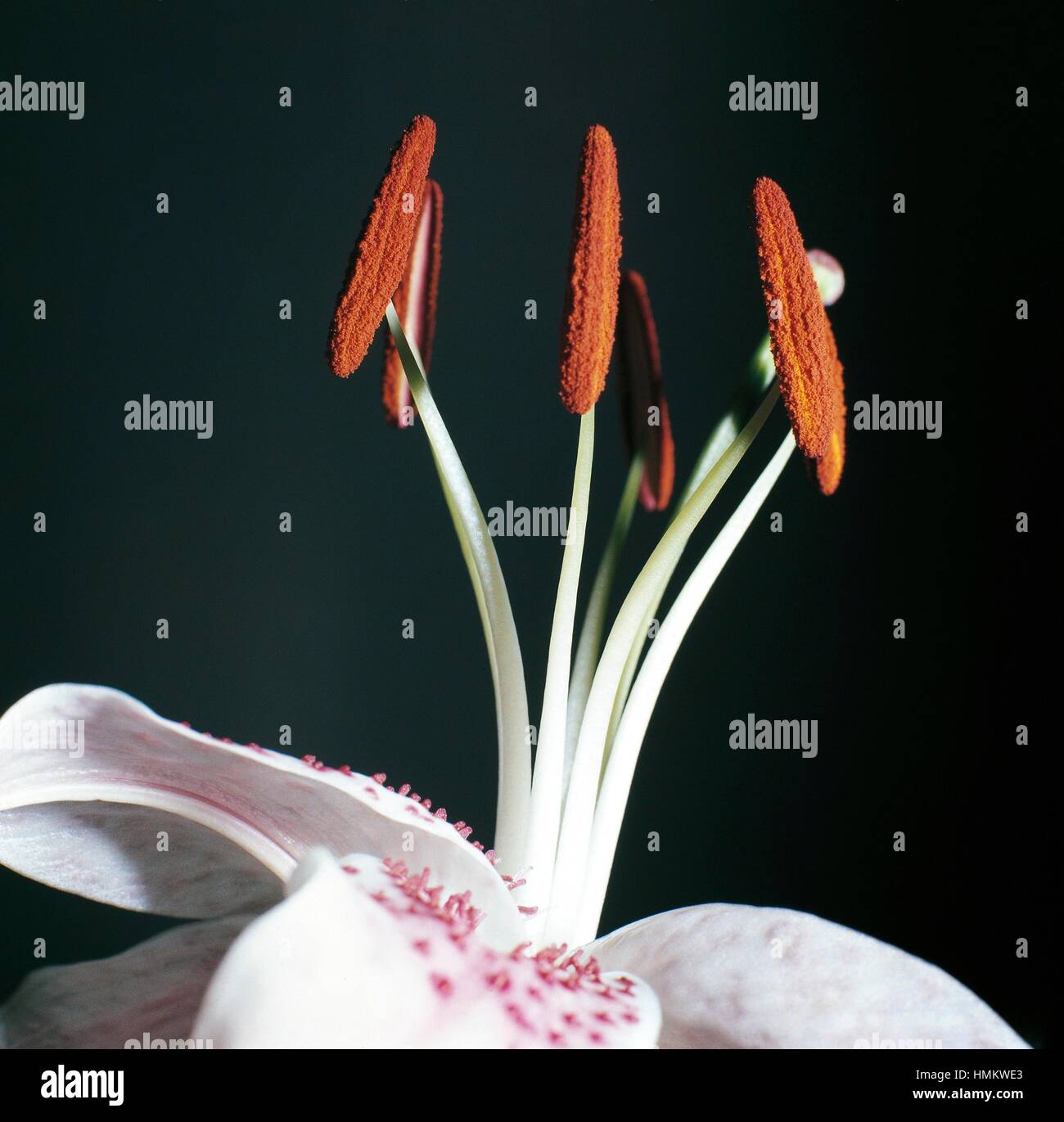 Lilium sp hi-res stock photography and images - Alamy