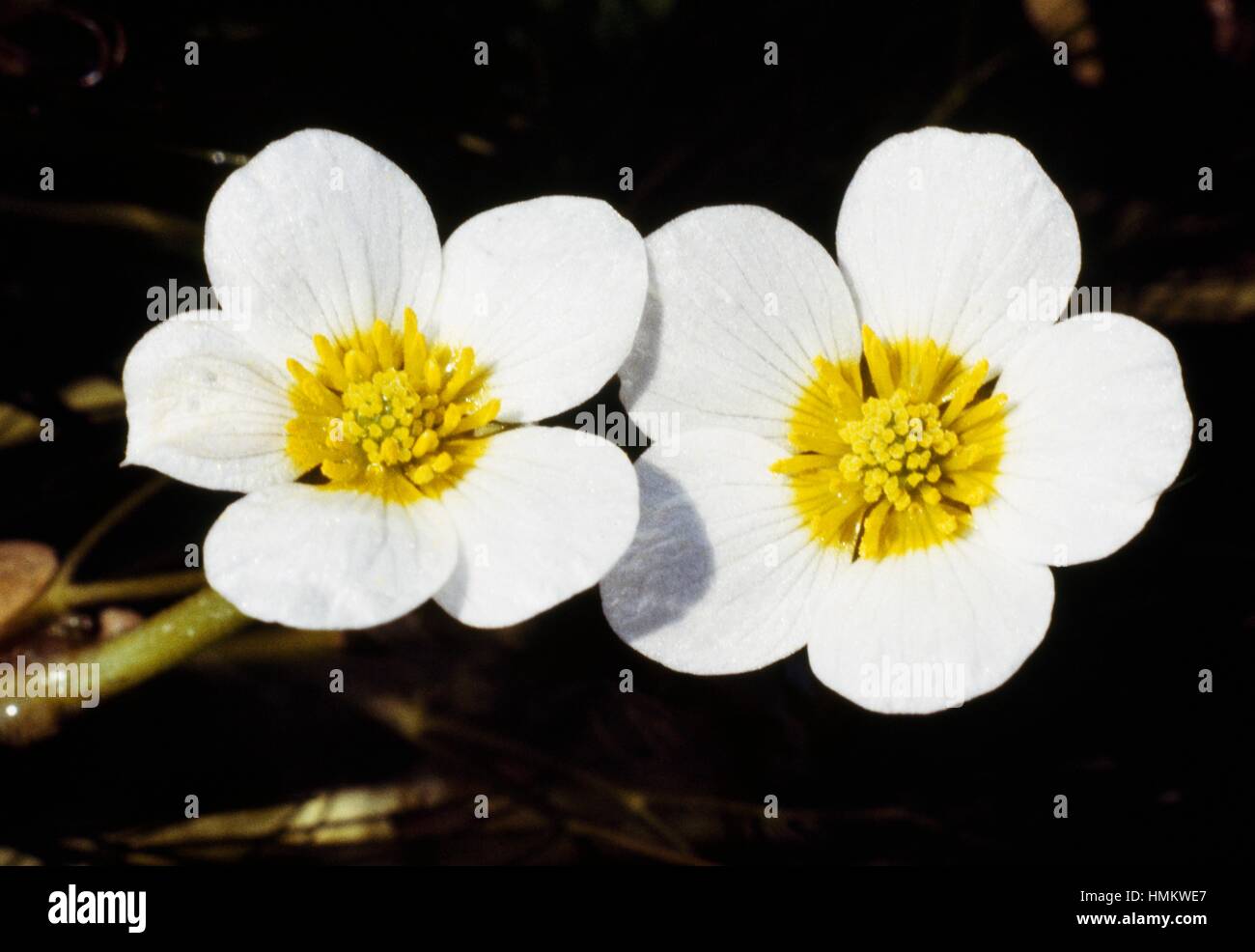 Common water-crowfoot, Whitewater crowfoot or White water buttercup ...