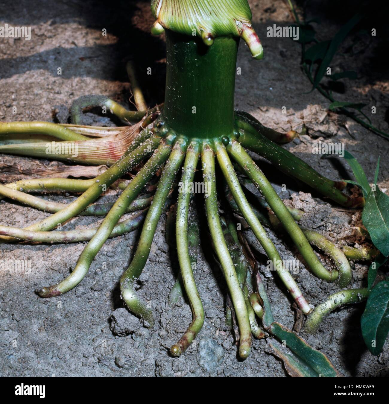 Maize roots (Zea mays), Poaceae Stock Photo - Alamy