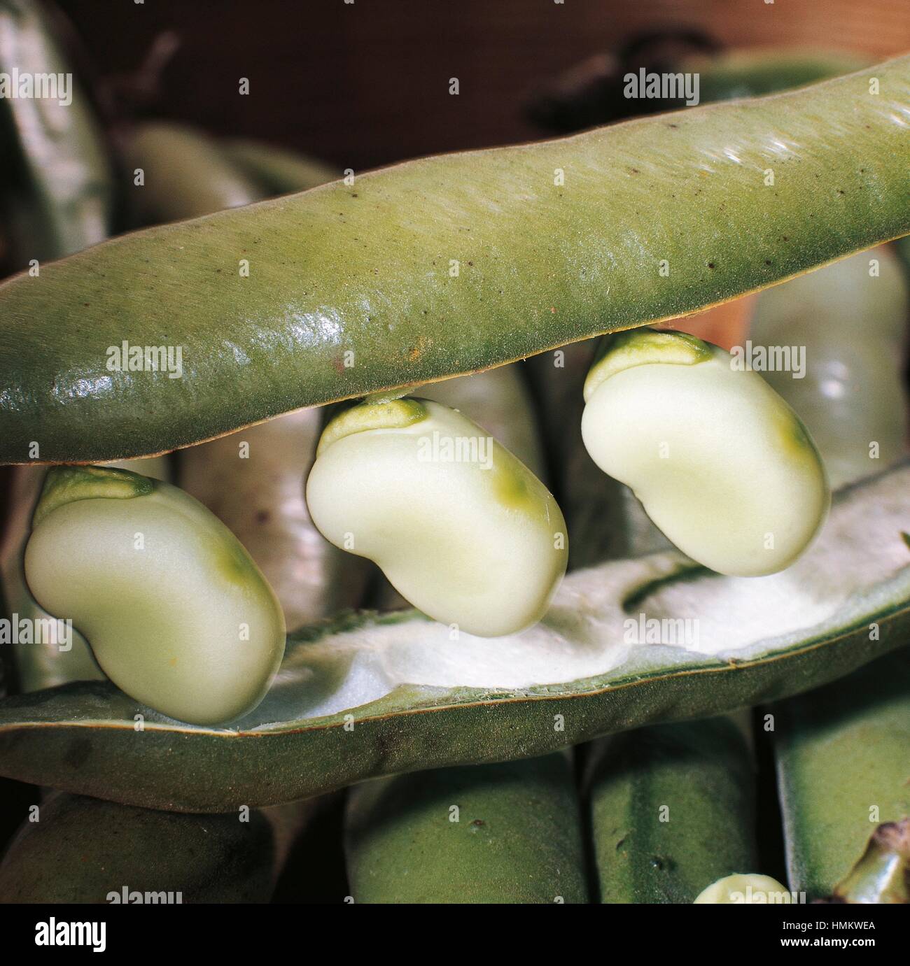 Broad Bean seeds and pod (Vicia faba), Fabaceae Stock Photo - Alamy