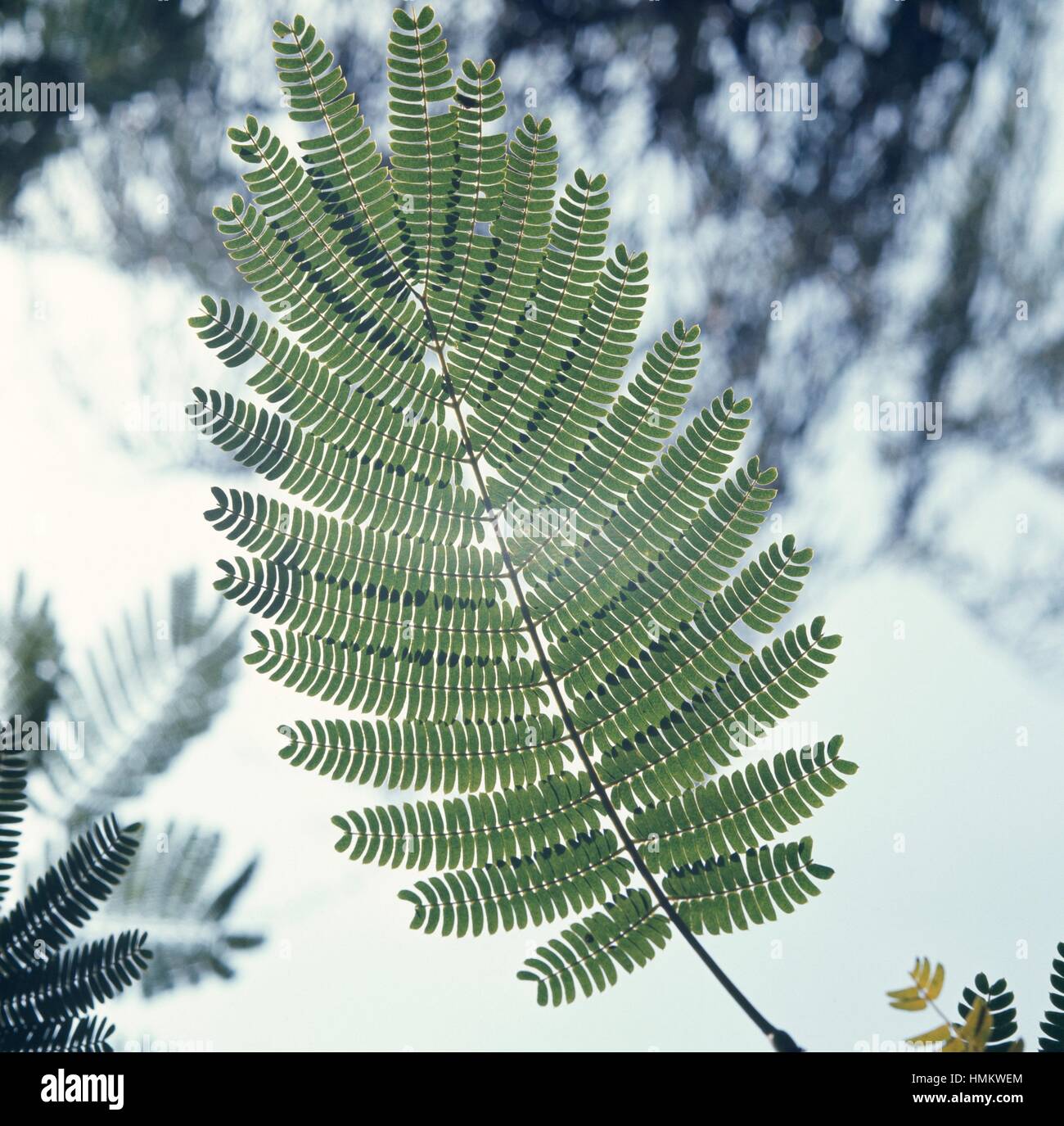 Persian Silk Tree (Albizia julibrissin), Fabaceae-Lehuminosae ...