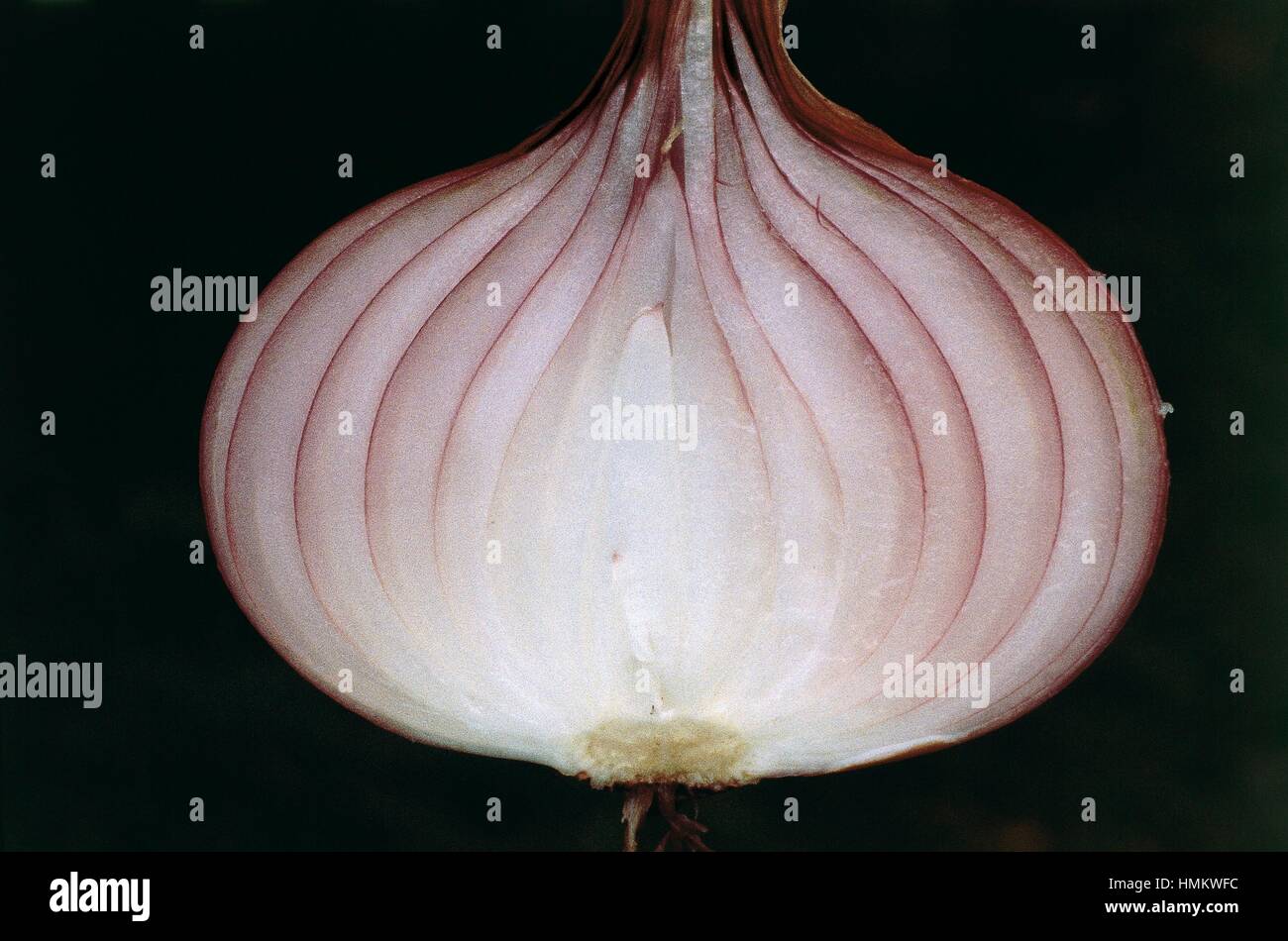 Bulb section of Onion (Allium coepa), Liliaceae Stock Photo - Alamy