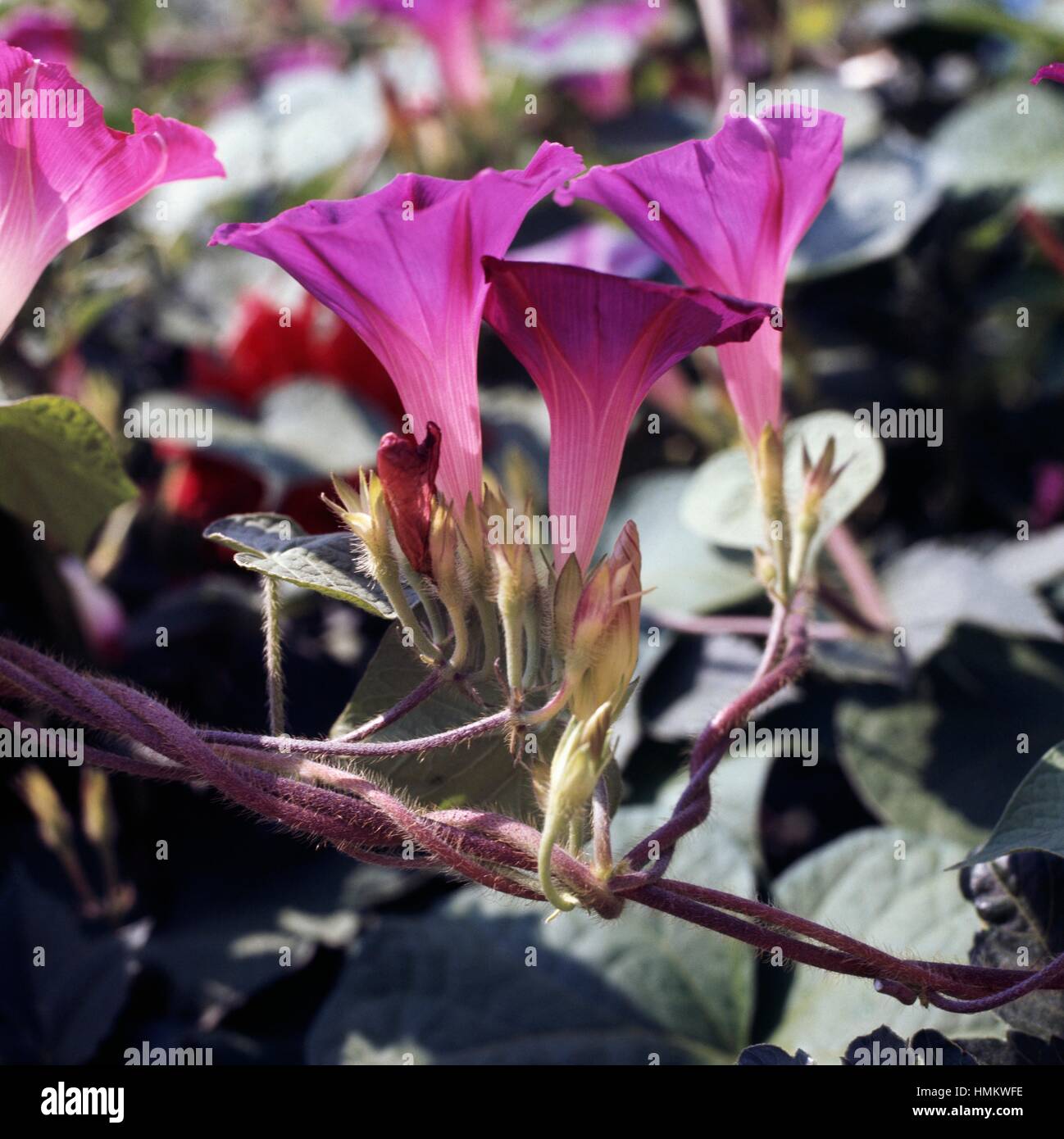 Ipomoea purpurea plant hi-res stock photography and images - Alamy