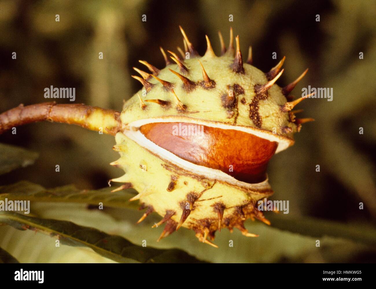 Indian Horse Chestnut Tree High Resolution Stock Photography and Images ...