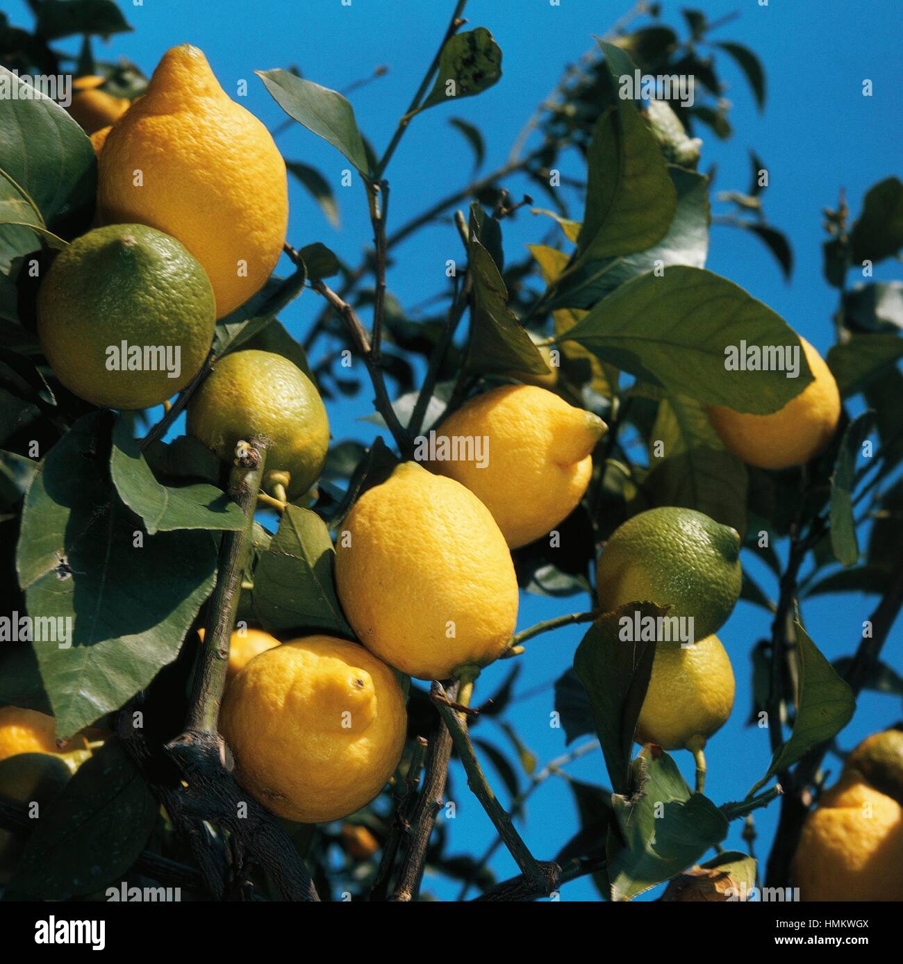 Lemons (Citrus limon), Rutaceae Stock Photo - Alamy