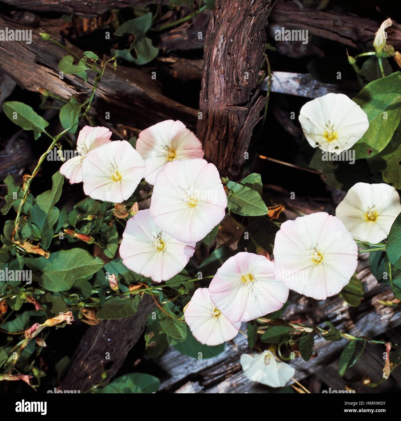 Bindweed (Convolvulus arvensis), Convolvulaceae Stock Photo - Alamy