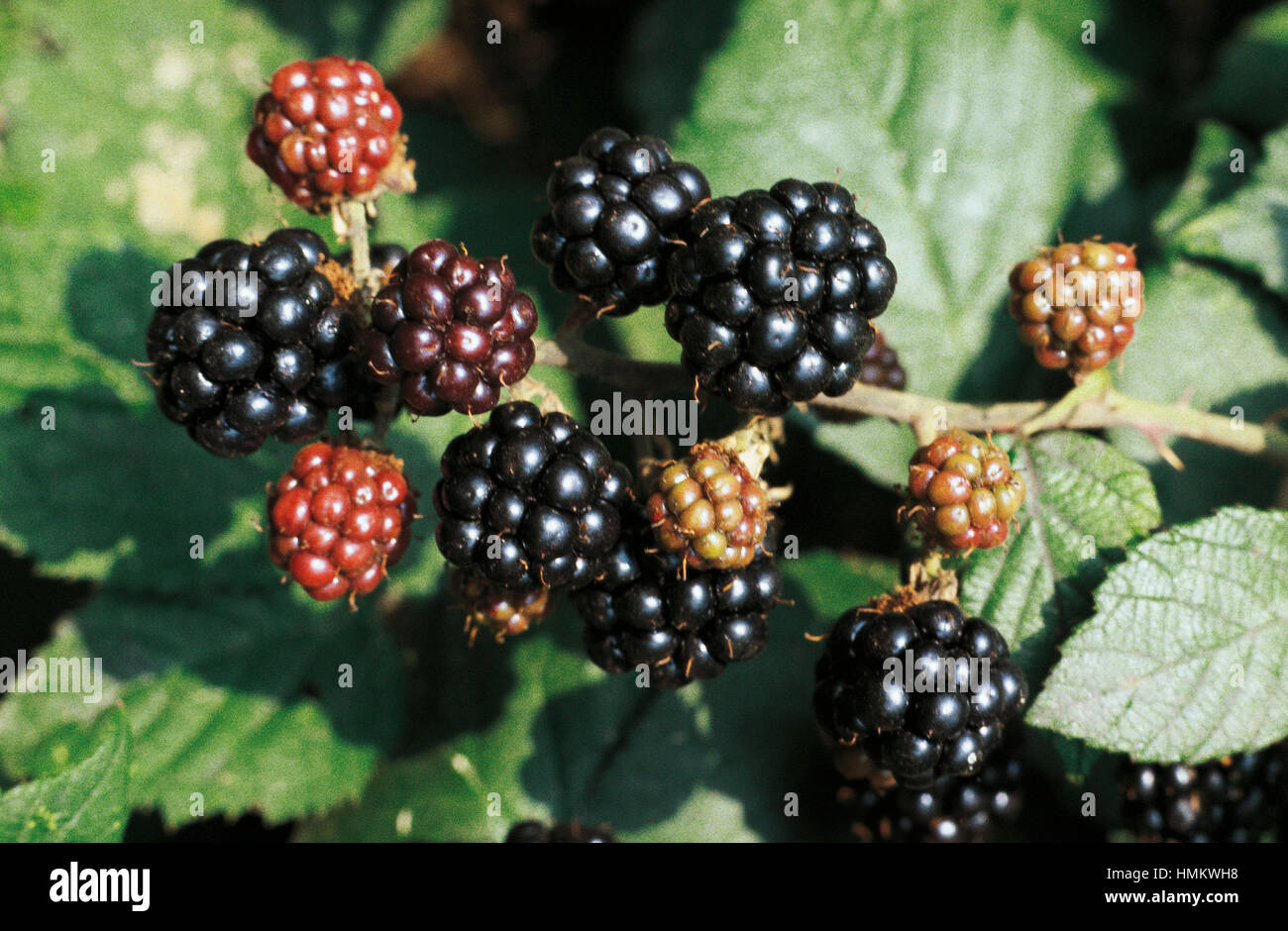 Blackberries (Rubus fruticosus), Rosaceae Stock Photo - Alamy