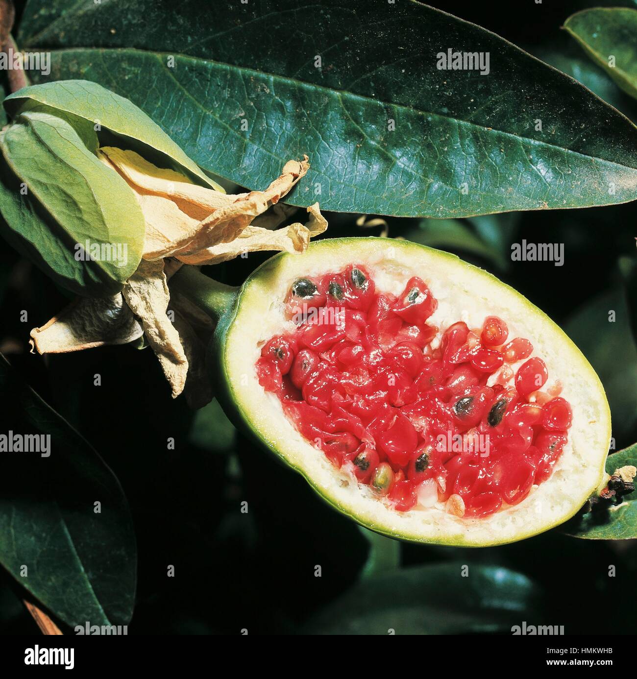 Purple Water-lemon or Passion Fruit (Passiflora edulis), Passifloraceae ...