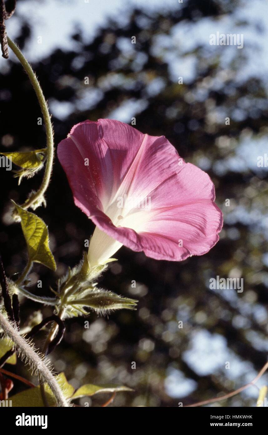 Common Morning Glory (Ipomoea purpurea), Convolvulaceae Stock Photo - Alamy