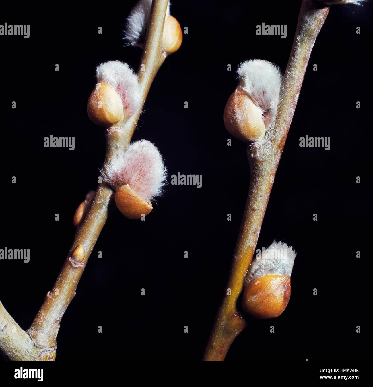 Willow amentifer buds (Salix sp), Salicaceae Stock Photo - Alamy