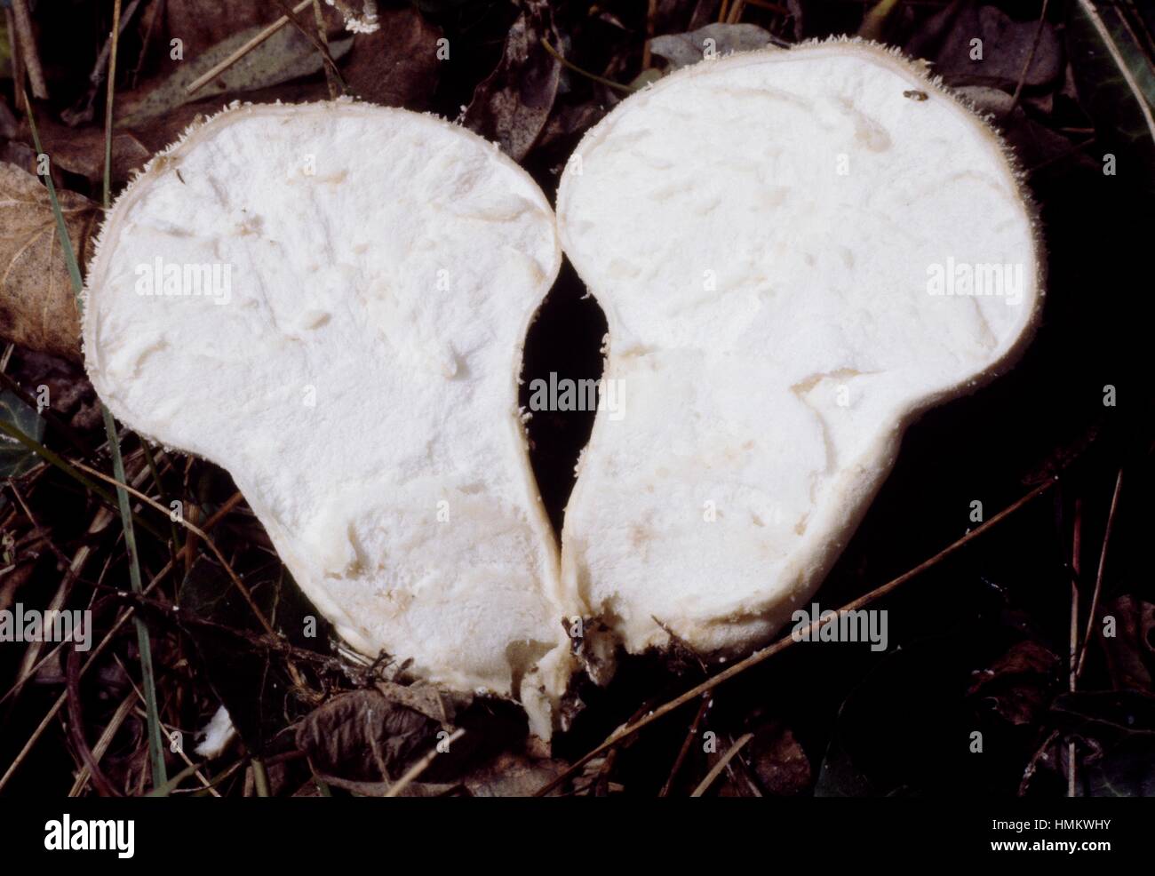 Section common puffball hi-res stock photography and images - Alamy