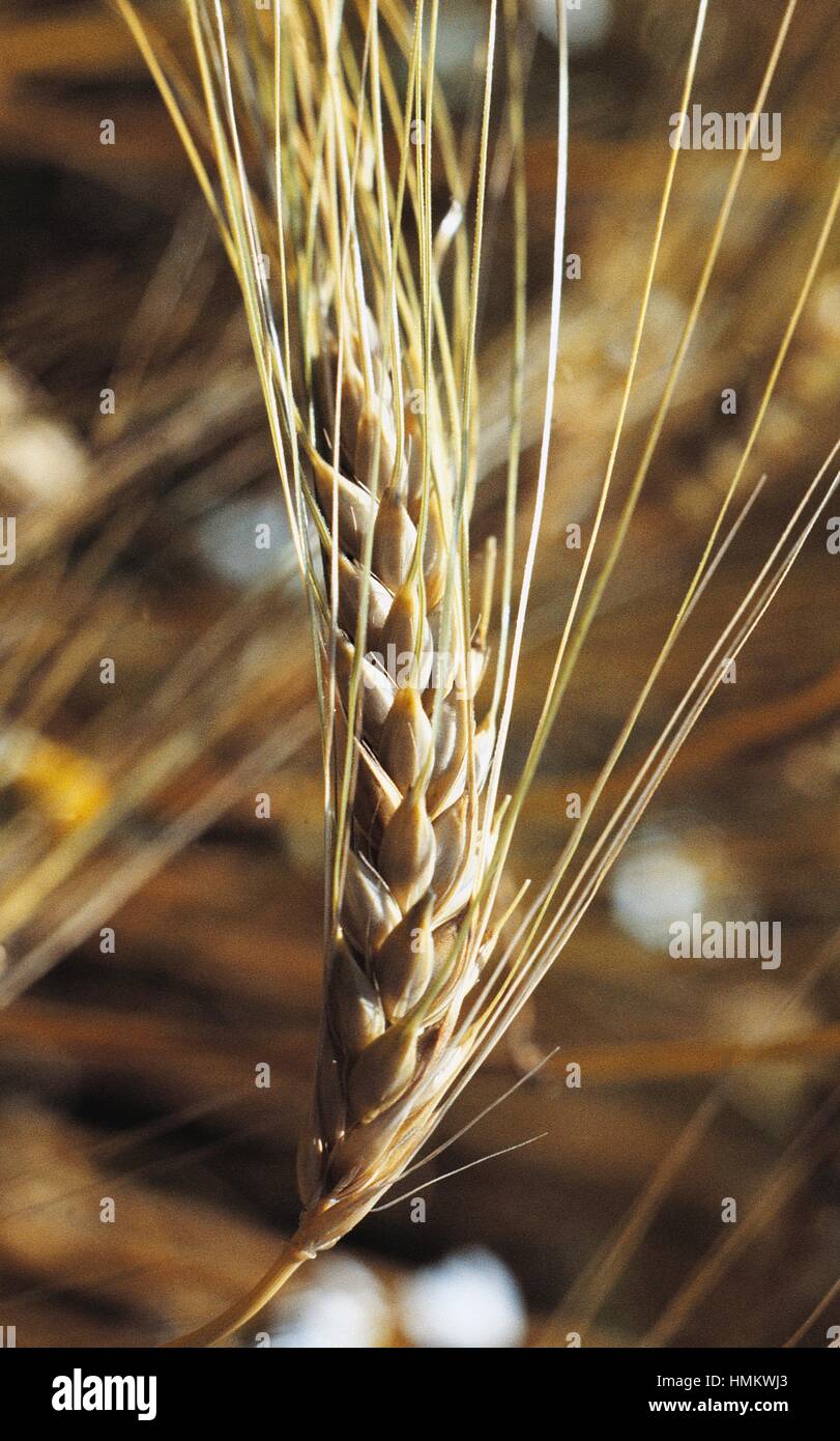 Barley ear (Hordeum vulgare), Poaceae Stock Photo - Alamy