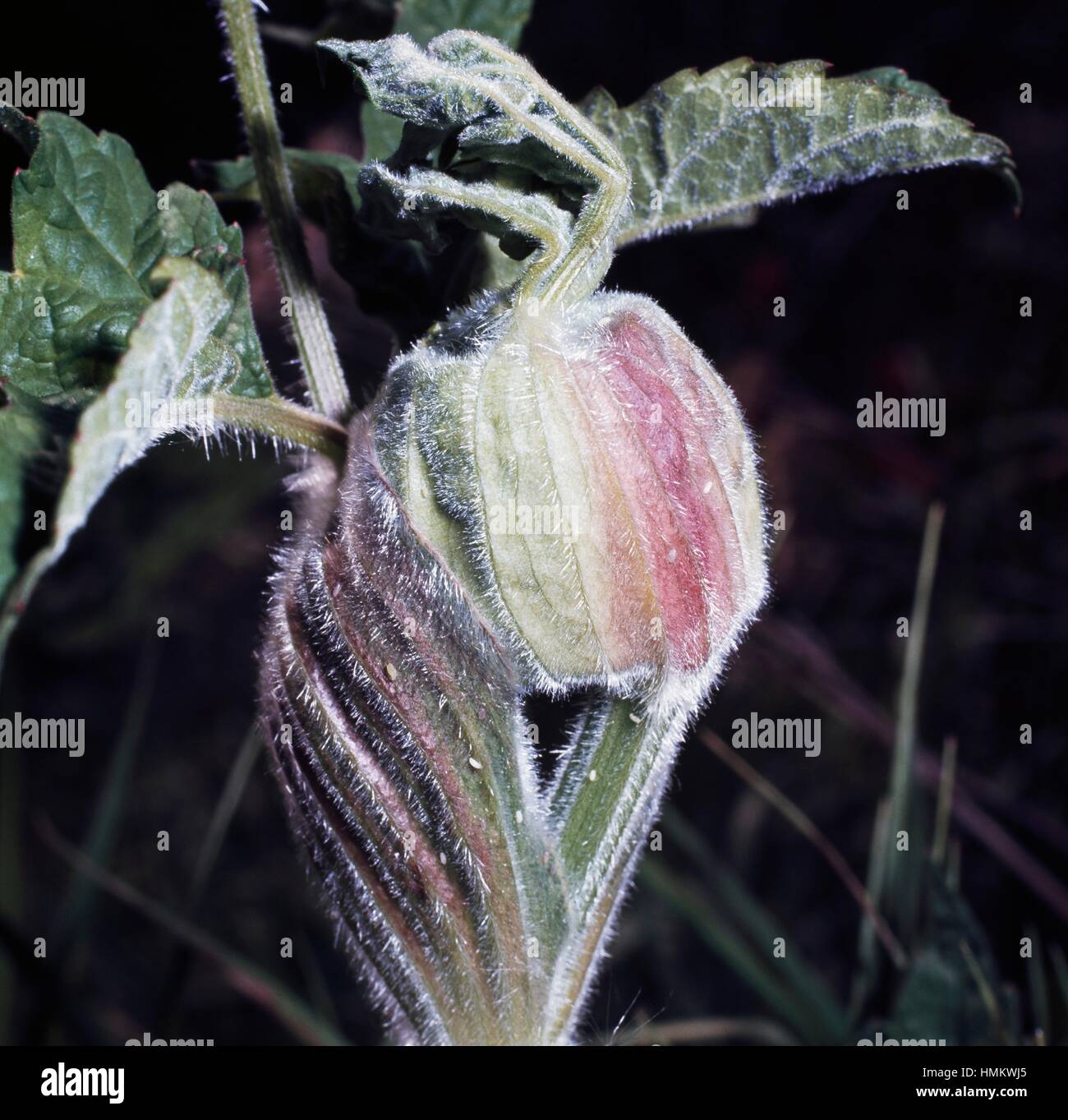 Poke root hi-res stock photography and images - Alamy