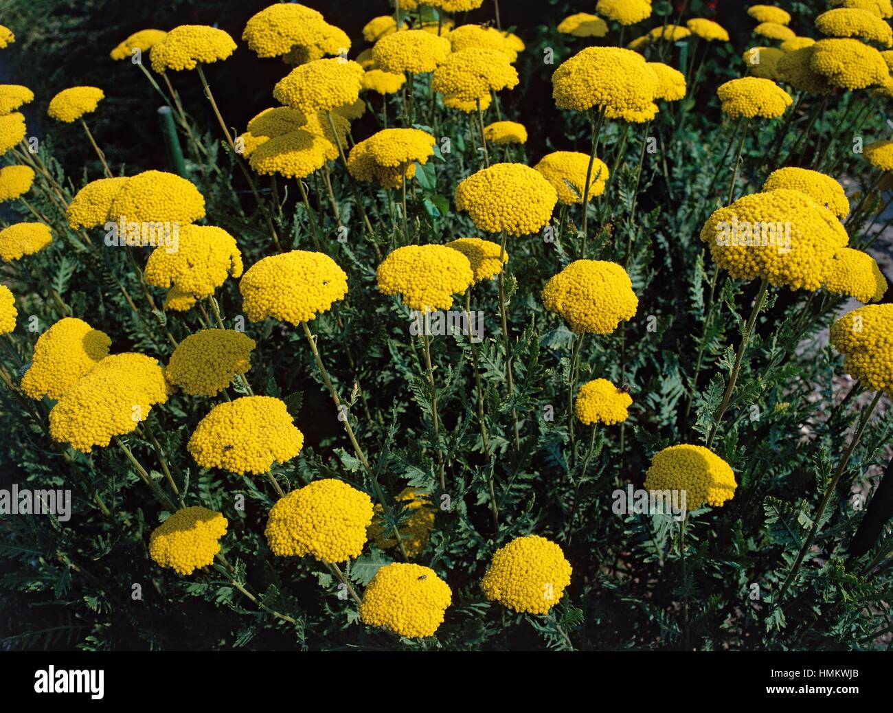 Yarrow or Fernleaf yarrow (Achillea filipendulina), Asteraceae Stock ...