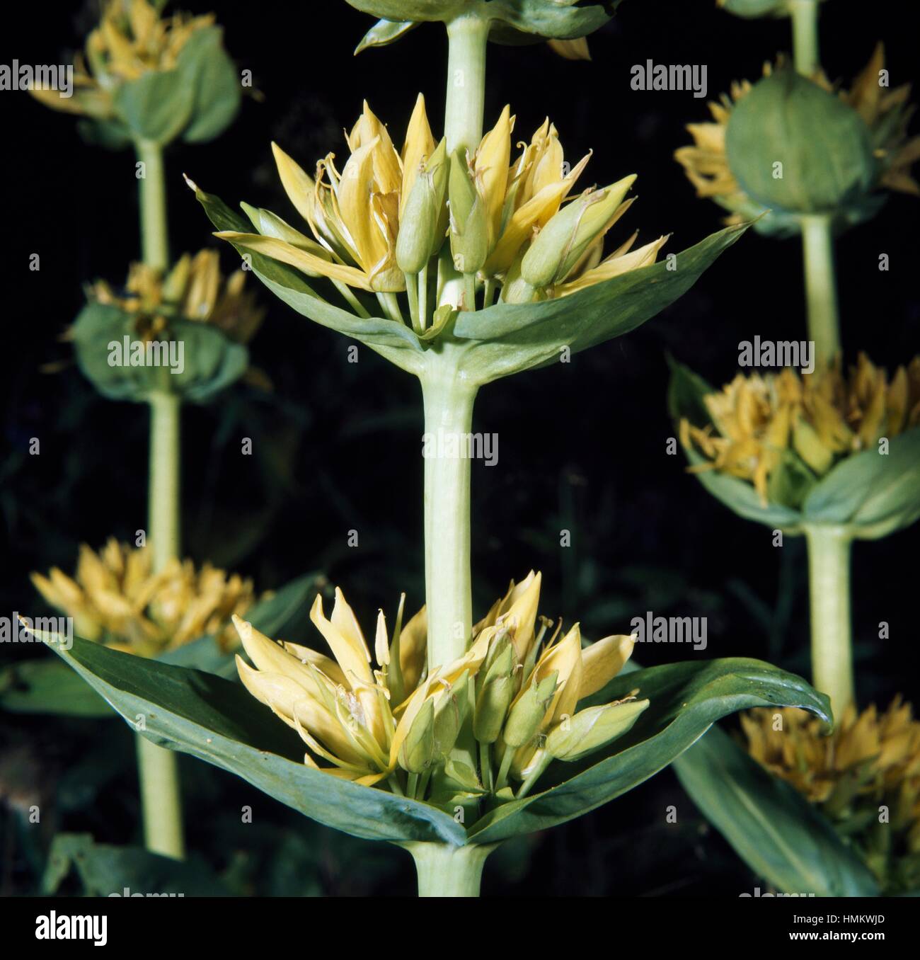 Great yellow gentian or Yellow Gentian (Gentiana lutea), Gentianaceae ...