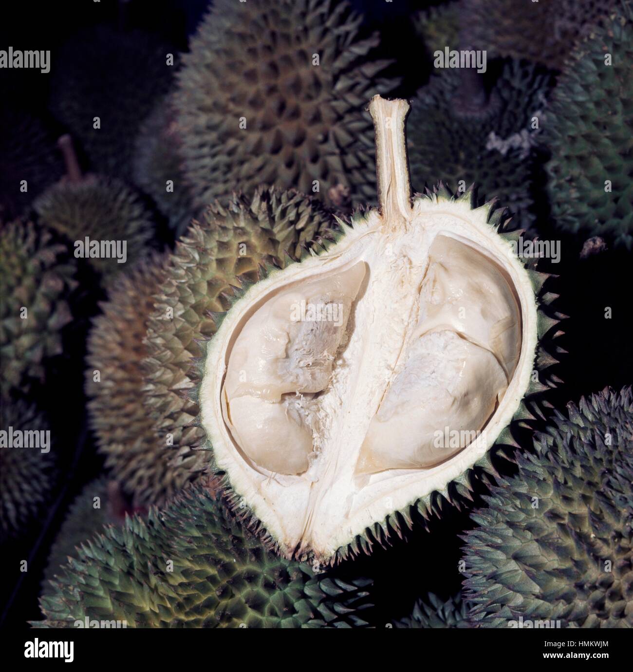 Durian (Durio zibethinus), Malvaceae Stock Photo - Alamy