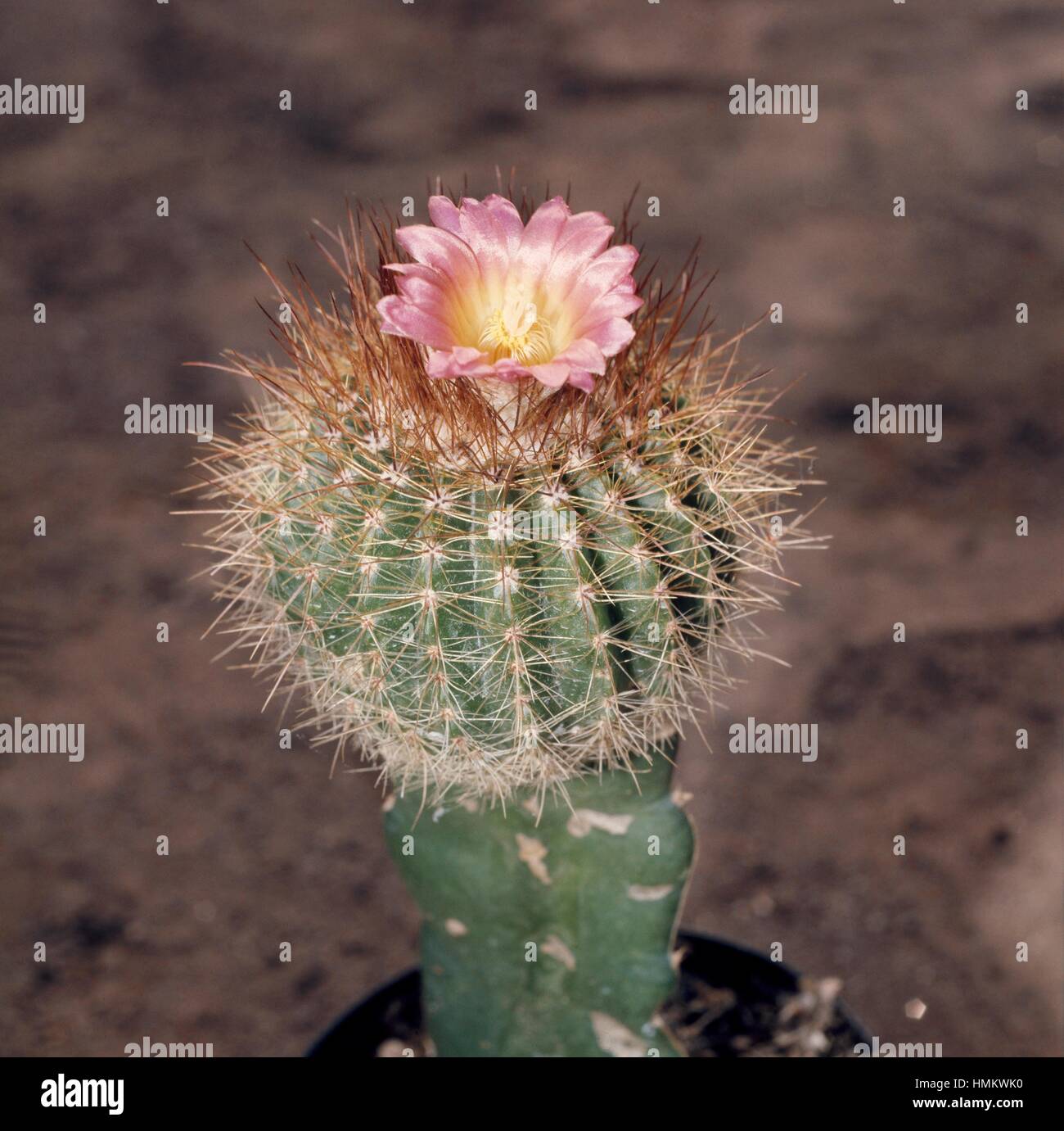 Cactus flower, Cactaceae Stock Photo - Alamy