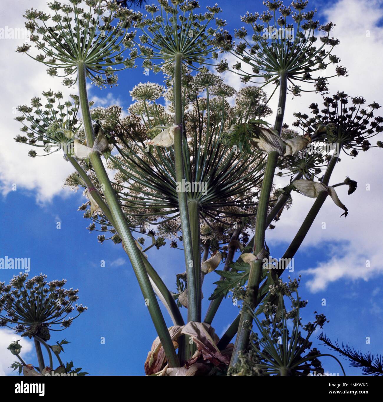 Giant Hogweed or Cartwheel-flower (Heracleum mantegazzianum), Apiaceae ...