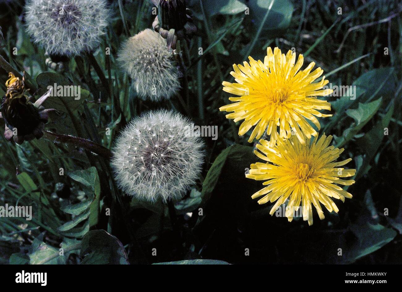 Inflorescence, Common Dandelion (Taraxacum officinale), Asteraceae ...