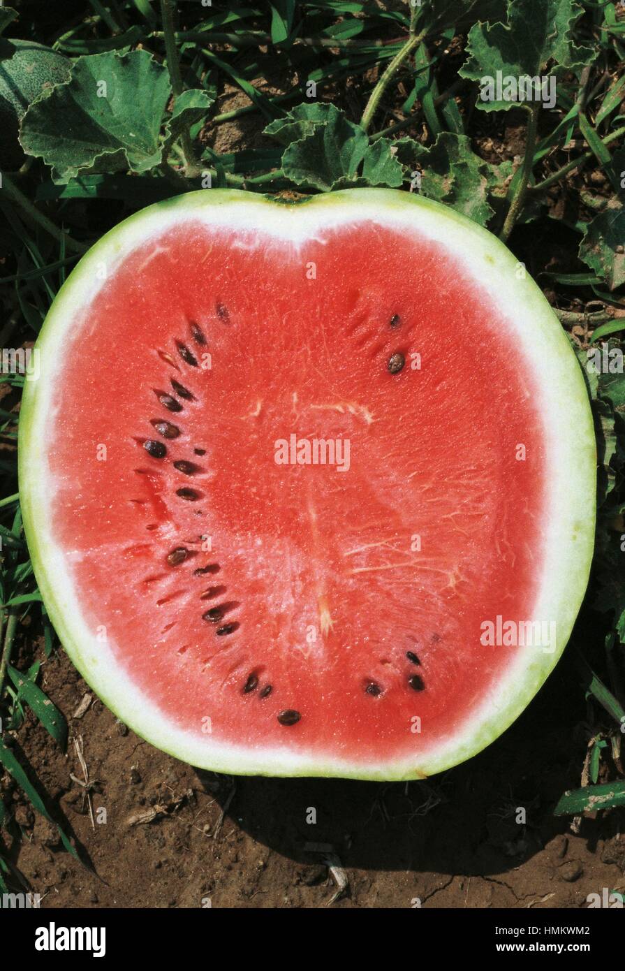 Watermelon (Citrullus lanatus ), Cucurbitaceae, longitudinal section ...