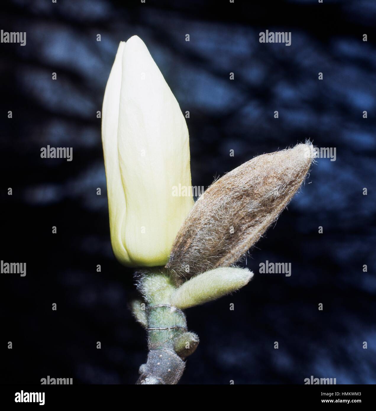 Lilytree (Magnolia denudata, Yulania denudata), Magnoliaceae Stock ...
