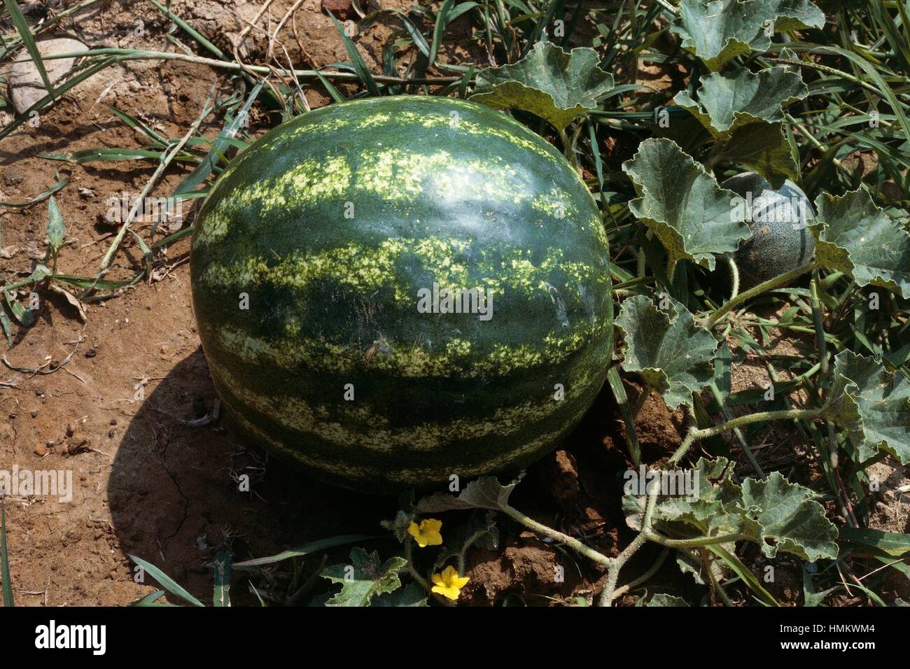 Watermelon (Citrullus lanatus ), Cucurbitaceae Stock Photo - Alamy