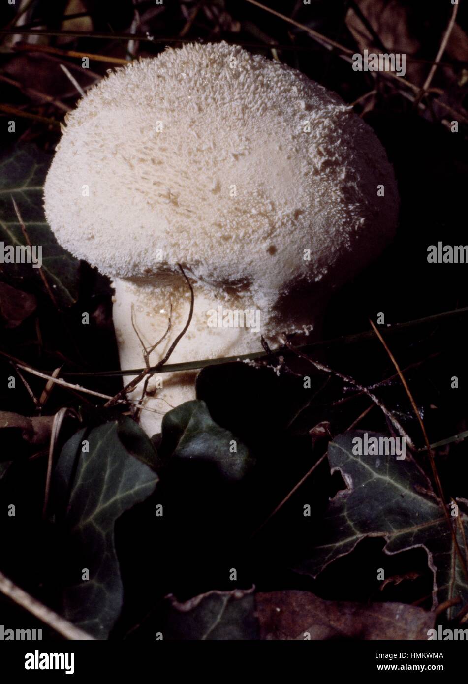 Devils snuff box lycoperdon perlatum hi-res stock photography and ...