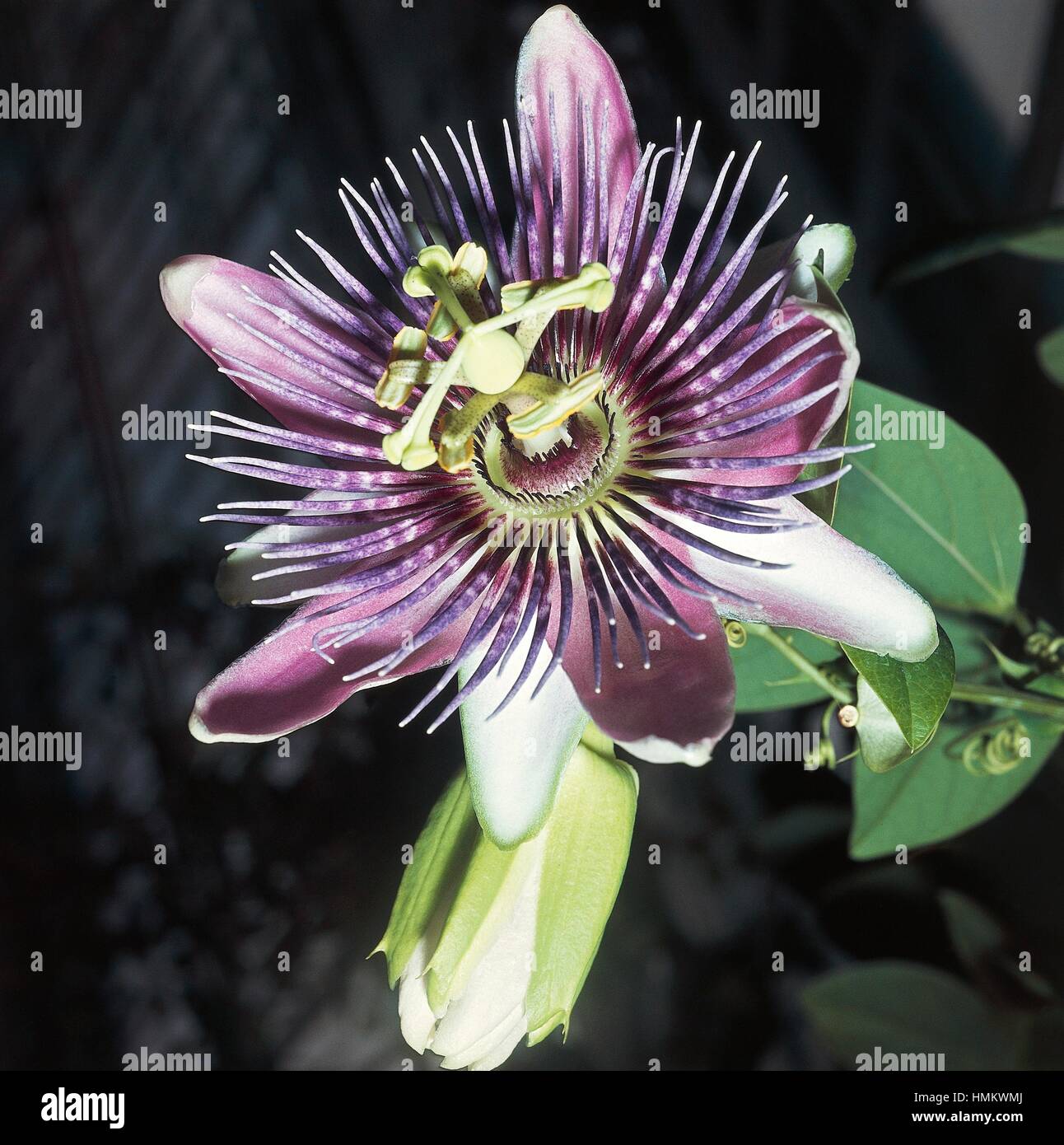 Blue passion flower or Common passion flower (Passiflora caerulea ...