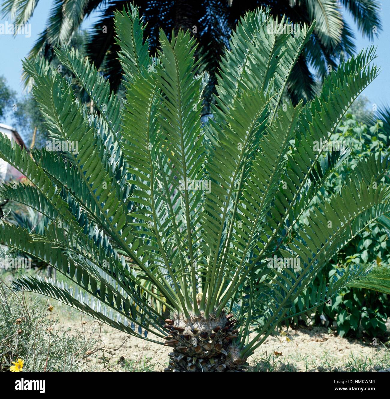 Zamiaceae Stock Photos & Zamiaceae Stock Images - Alamy