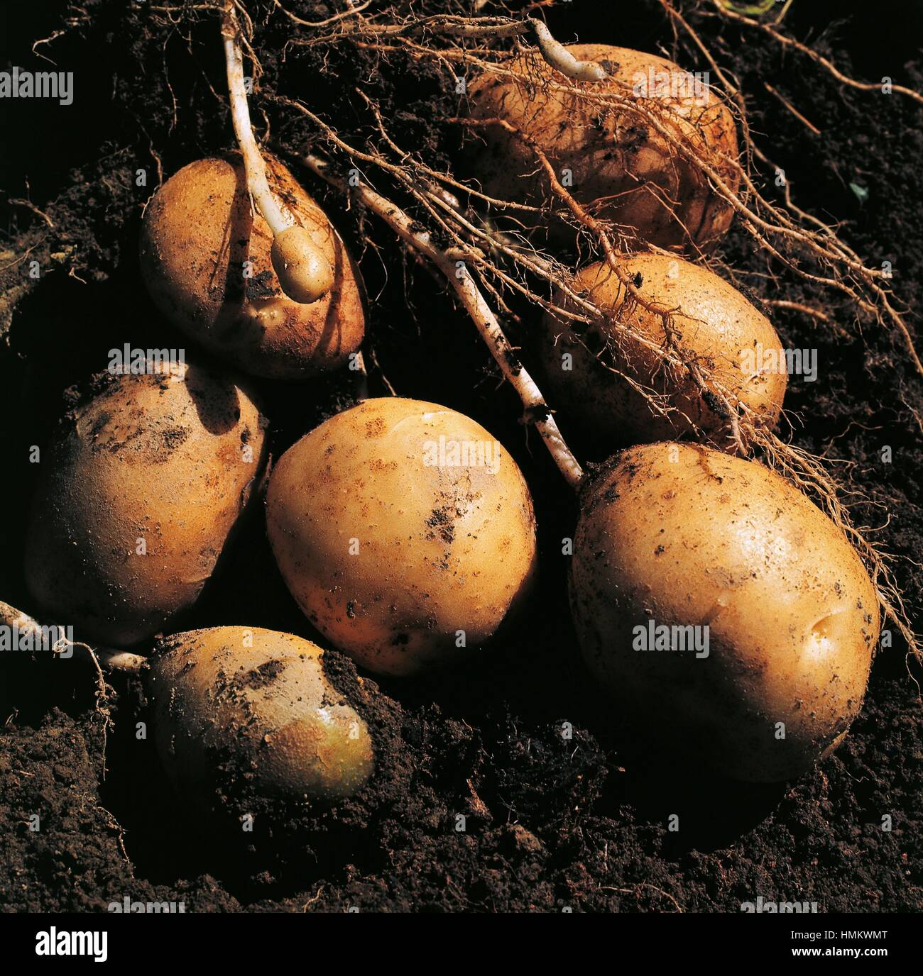 The solanaceae hi-res stock photography and images - Alamy