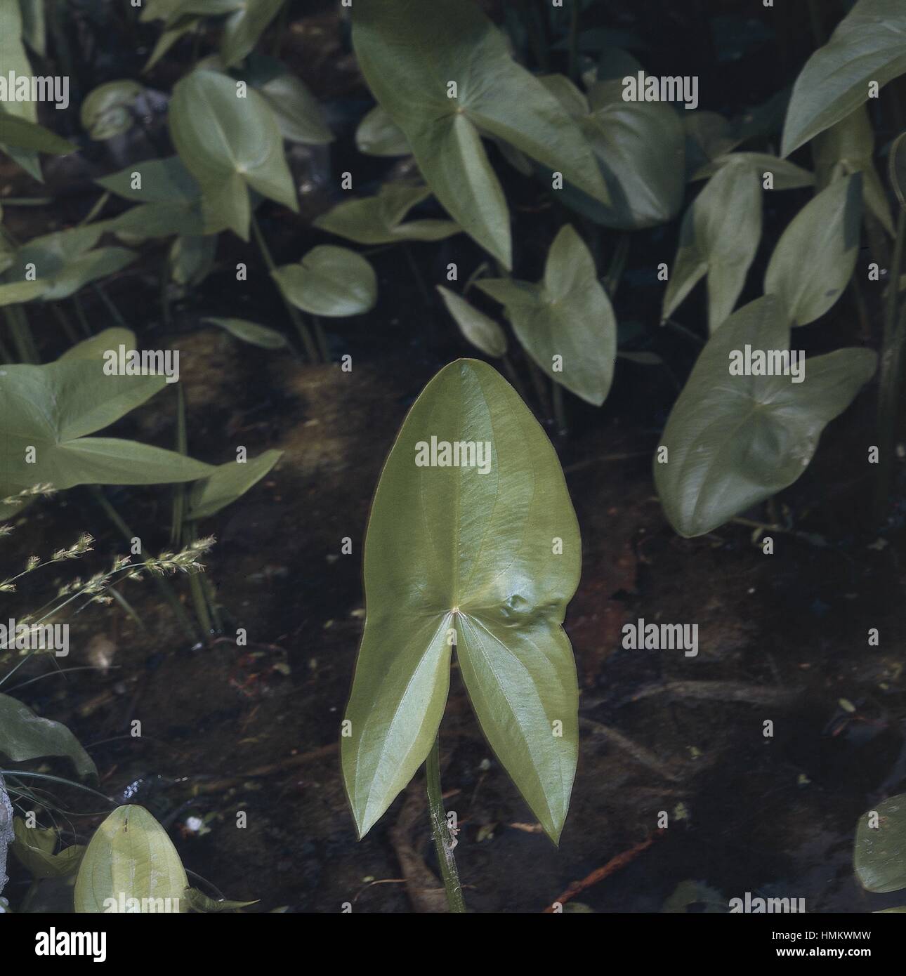 Botany - Alismataceae - Common Water-plantain (Alisma plantago aquatica ...