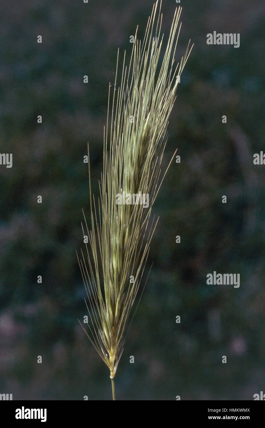 Wall barley or False barley ear, (Hordeum murinum), Poaceae Stock Photo ...