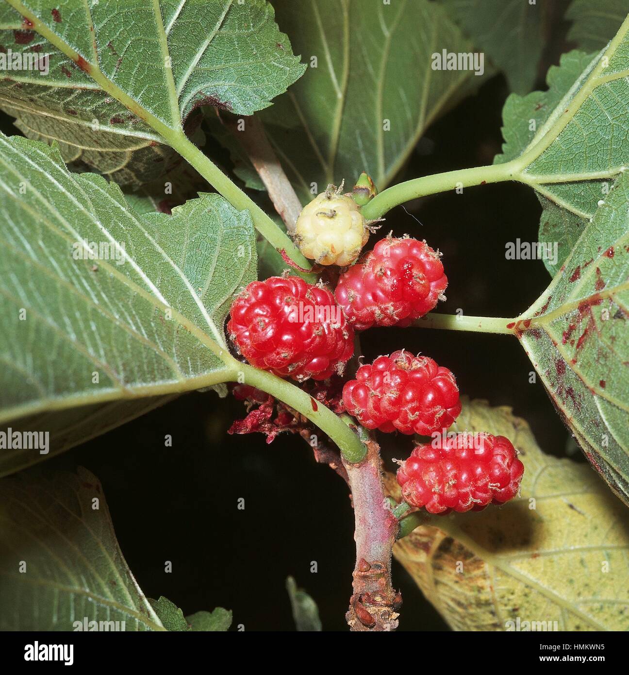 Black mulberry fruits (Morus nigra), Moraceae Stock Photo - Alamy