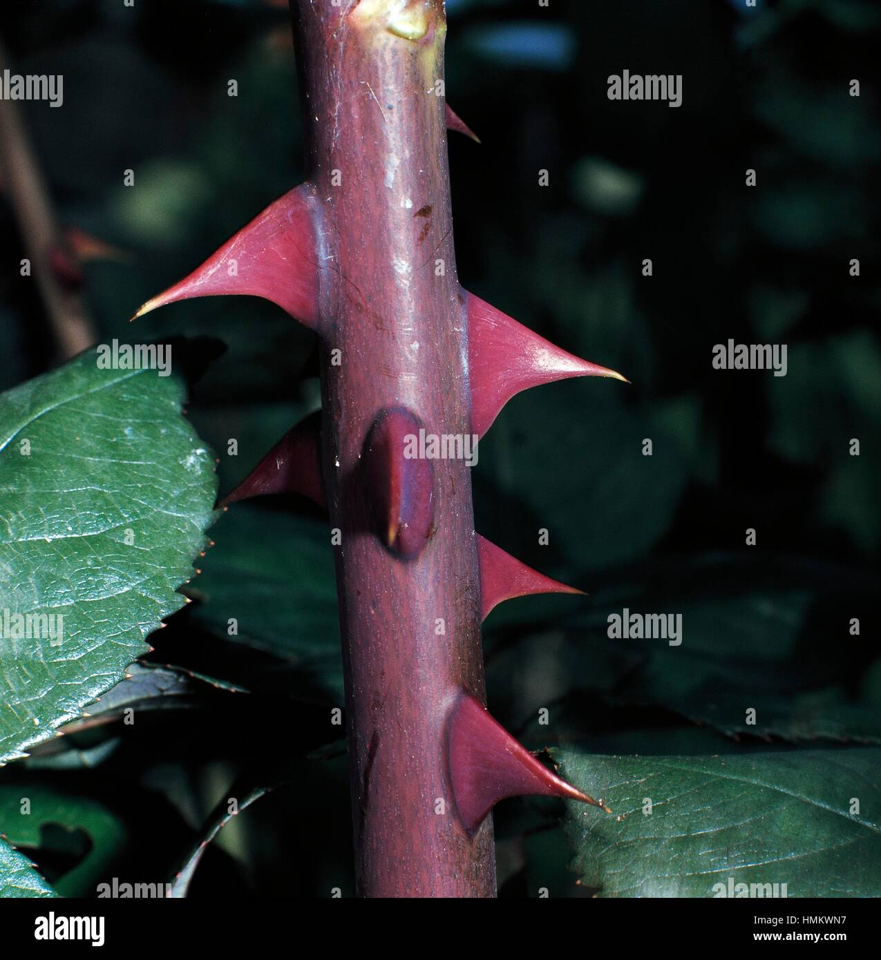 Rose rosa sp detail hi-res stock photography and images - Alamy