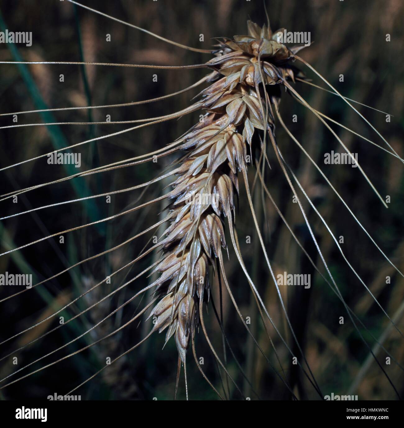 Triticum Sp High Resolution Stock Photography and Images - Alamy