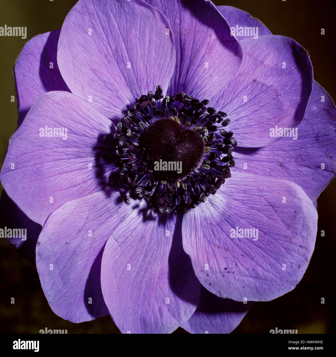 Anemone de caen flower hi-res stock photography and images - Alamy