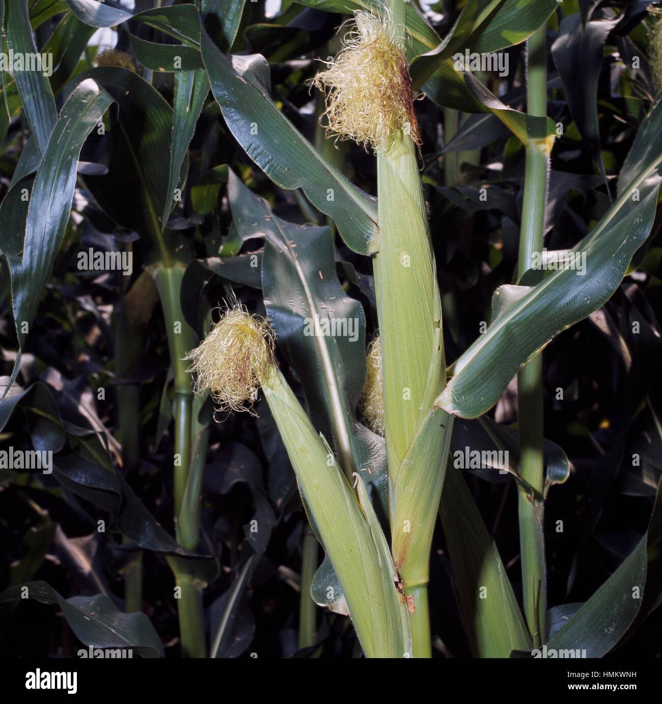Maize or Corn female inflorescence (Zea mays), Poaceae. Detail Stock ...