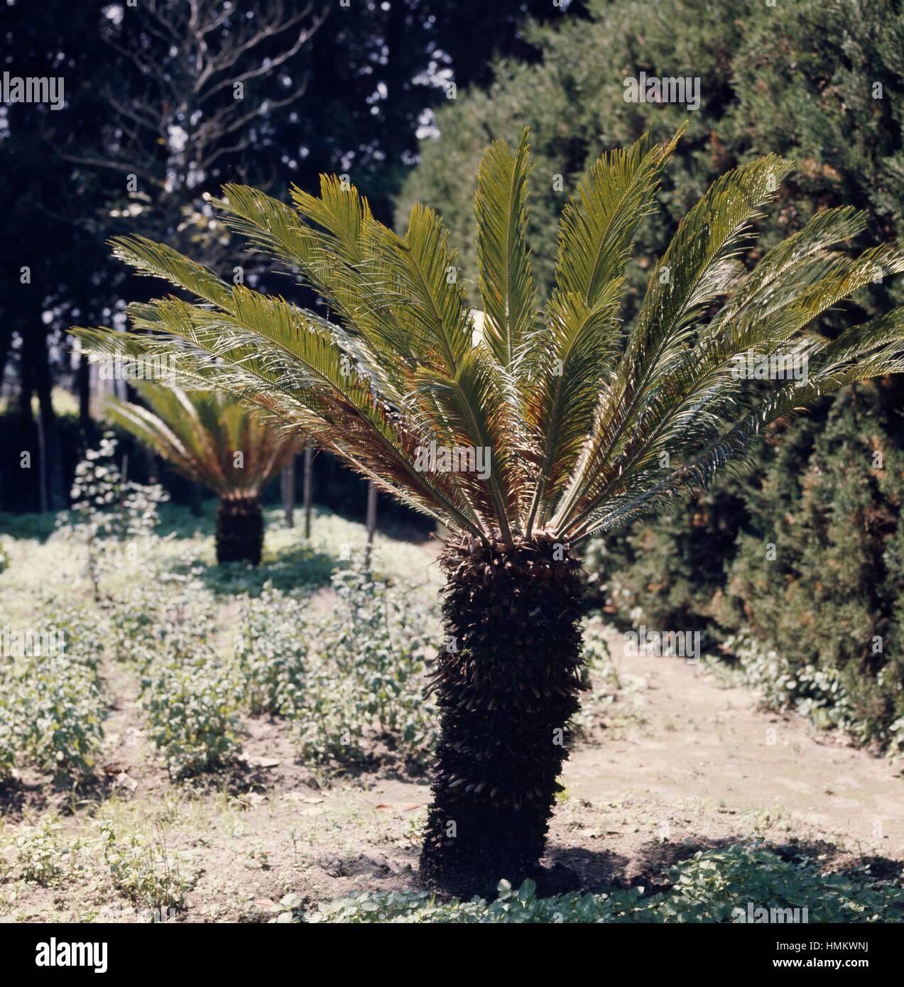 Sago Palm specimen, Cycadaceae Stock Photo - Alamy