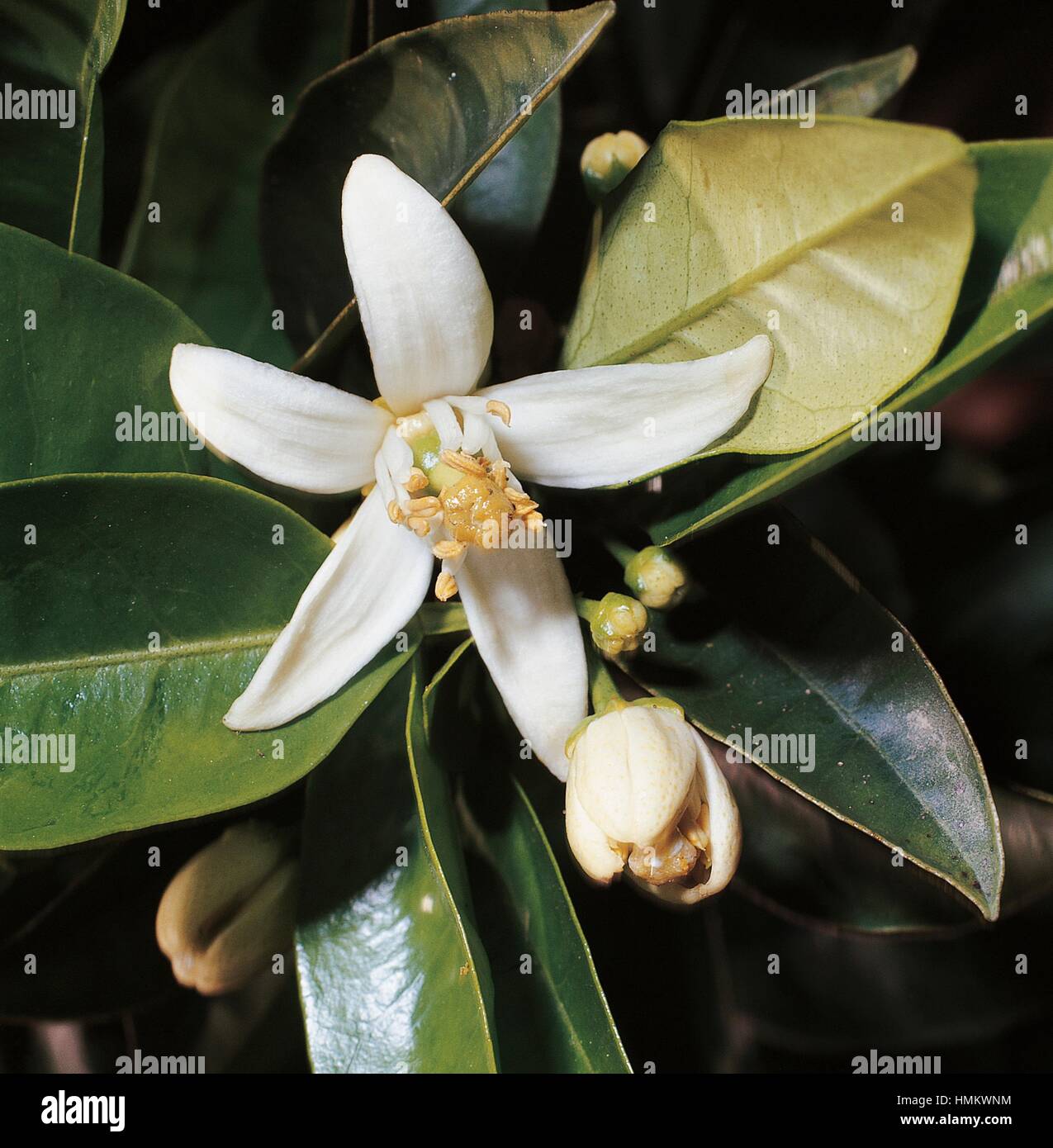 Flower of Bitter orange or Seville orange (Citrus x aurantium ...