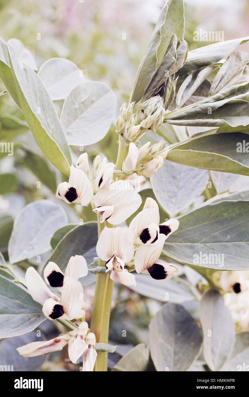 Broad bean or Fava bean flowers (Vicia faba), Fabaceae Stock Photo - Alamy
